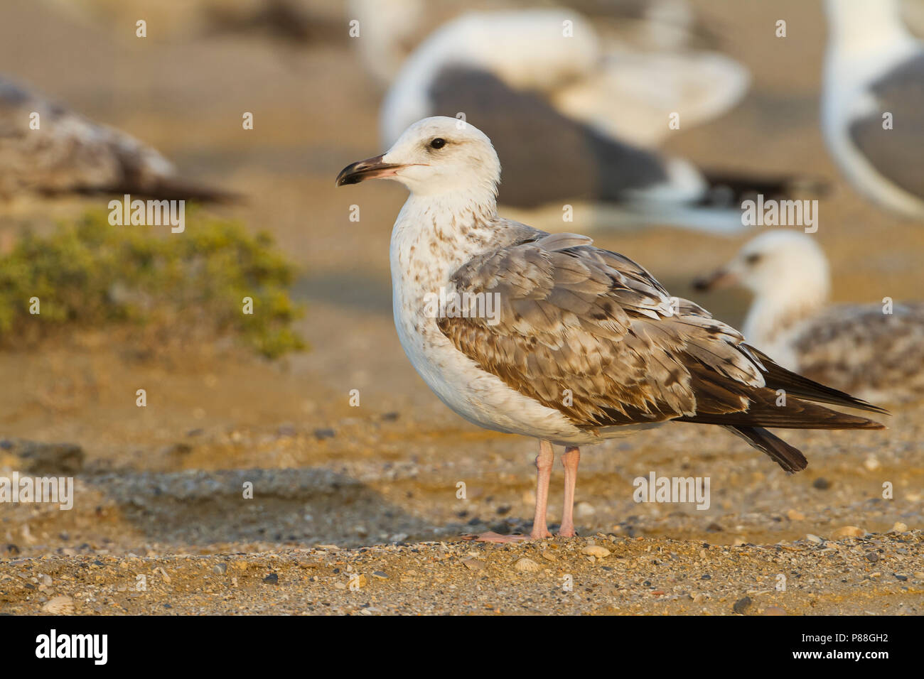 Baraba steppe hi-res stock photography and images - Alamy