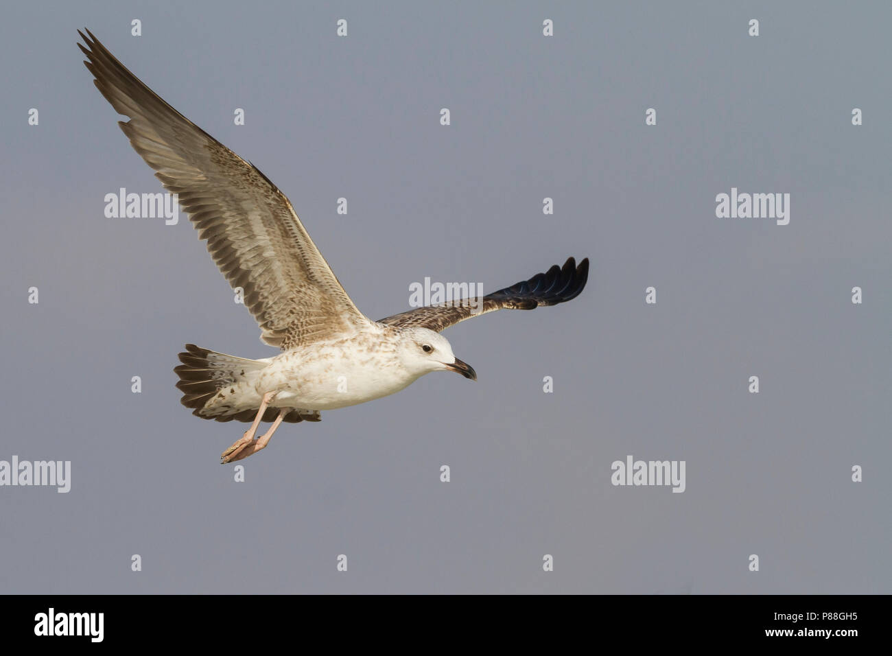 Baraba steppe hi-res stock photography and images - Alamy