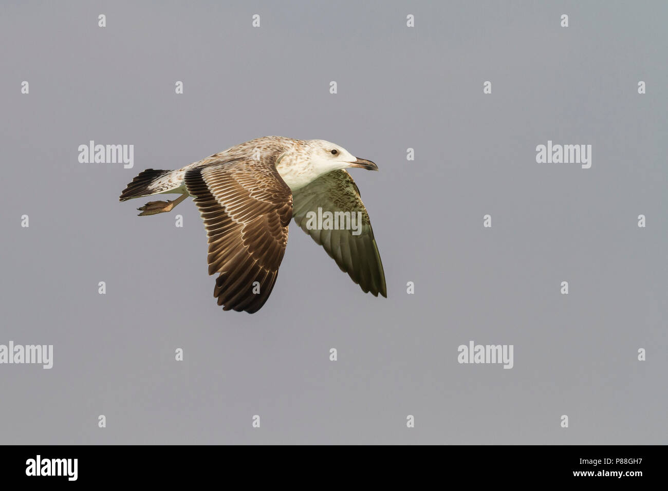 Baraba steppe hi-res stock photography and images - Alamy