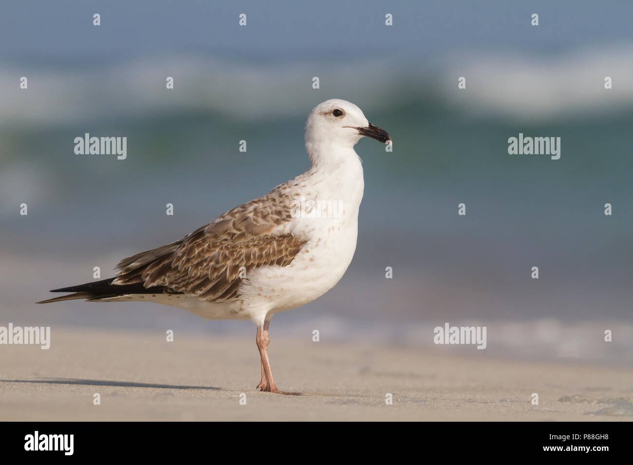 Baraba steppe hi-res stock photography and images - Alamy