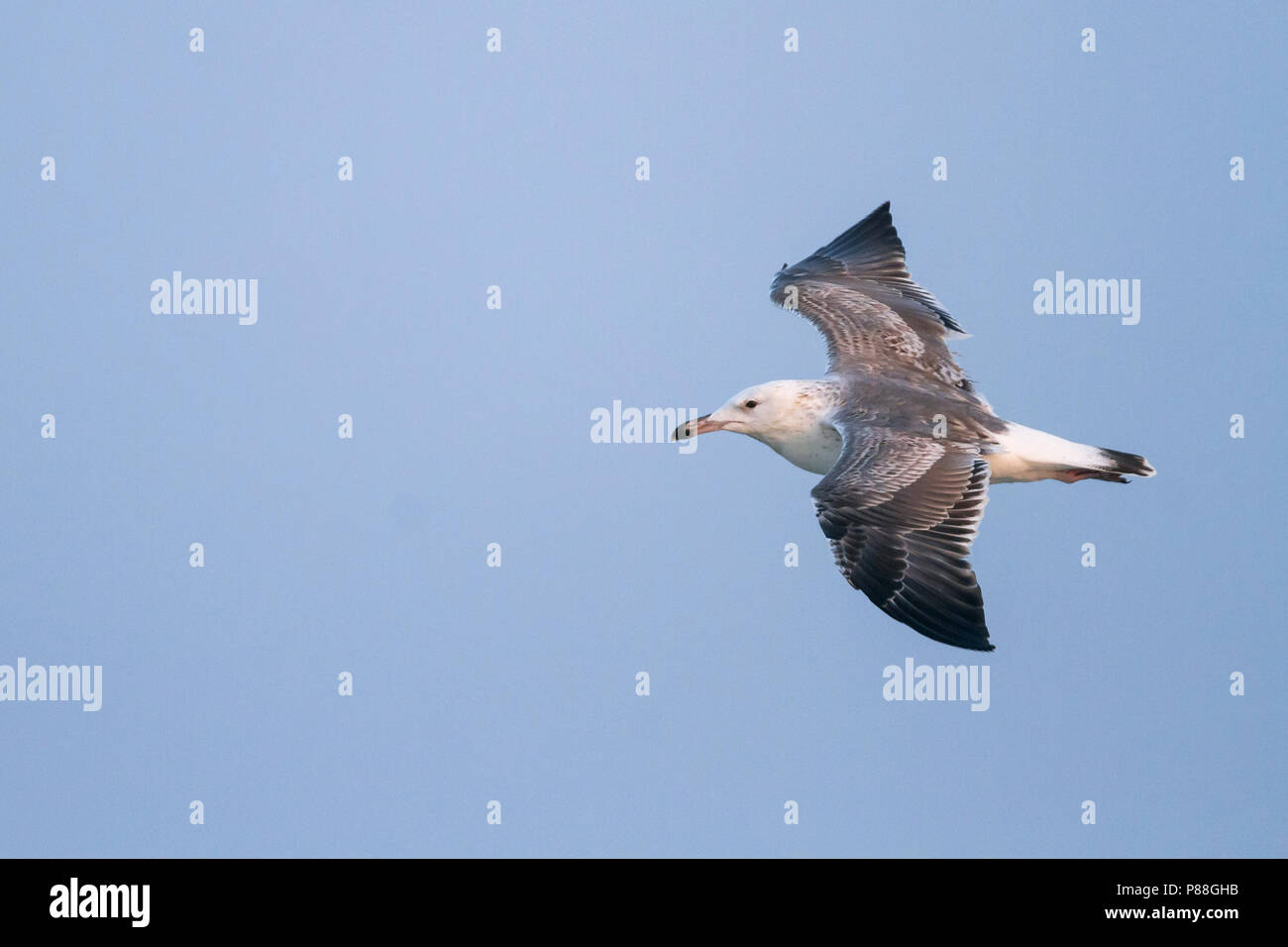 Baraba steppe hi-res stock photography and images - Alamy