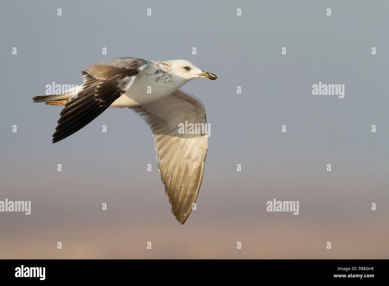 Baraba steppe hi-res stock photography and images - Alamy
