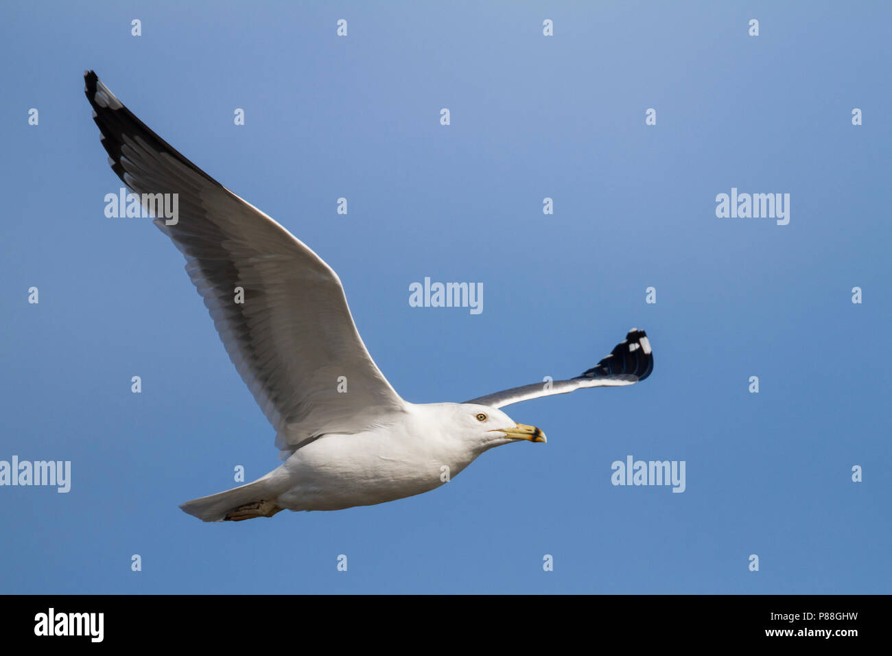 Baraba steppe hi-res stock photography and images - Alamy