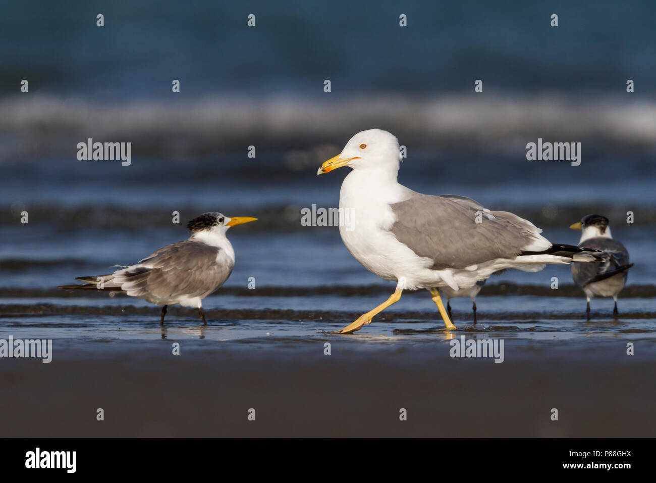 Baraba steppe hi-res stock photography and images - Alamy