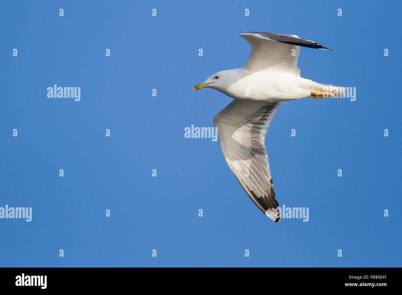 Baraba steppe hi-res stock photography and images - Alamy
