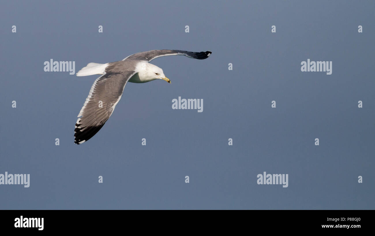 Baraba steppe hi-res stock photography and images - Alamy