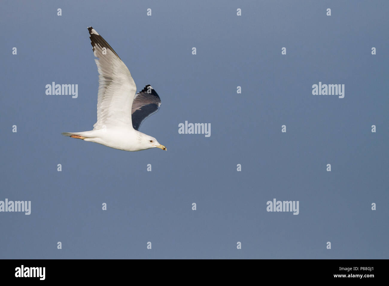 Baraba steppe hi-res stock photography and images - Alamy