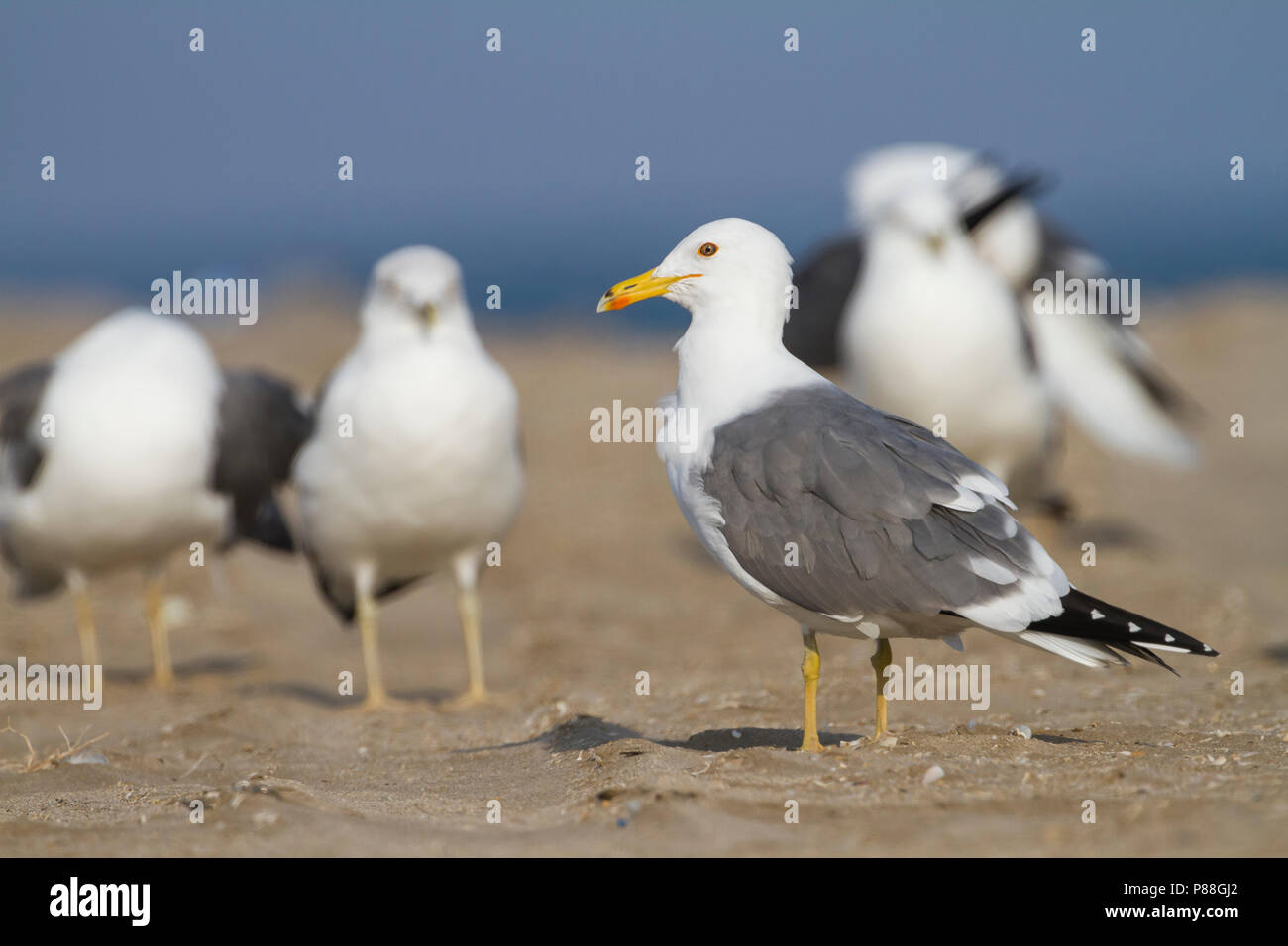 Baraba steppe hi-res stock photography and images - Alamy