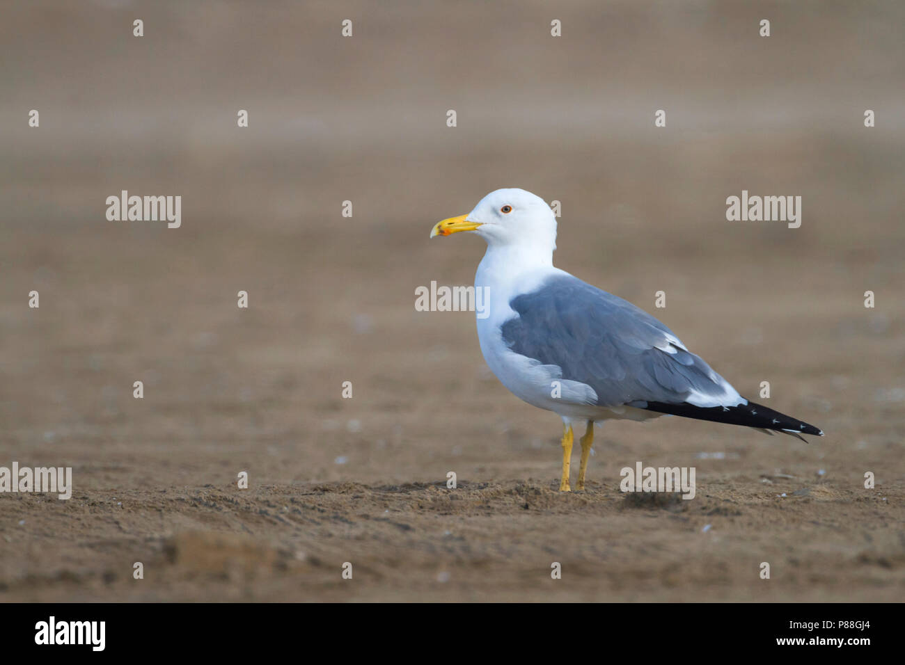 Baraba steppe hi-res stock photography and images - Alamy
