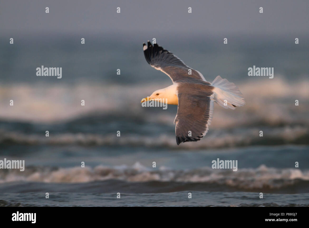 Baraba steppe hi-res stock photography and images - Alamy
