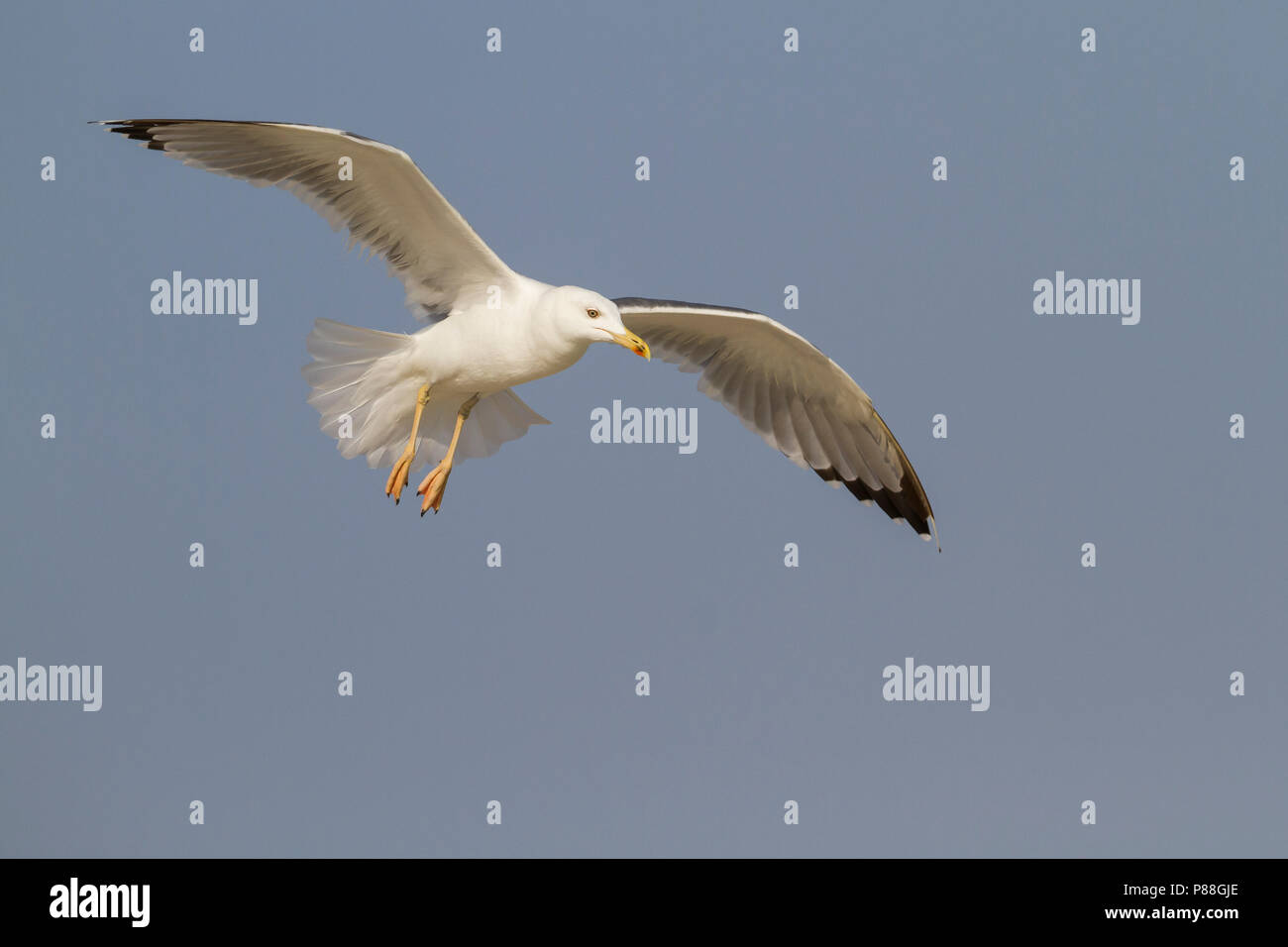 Baraba steppe hi-res stock photography and images - Alamy