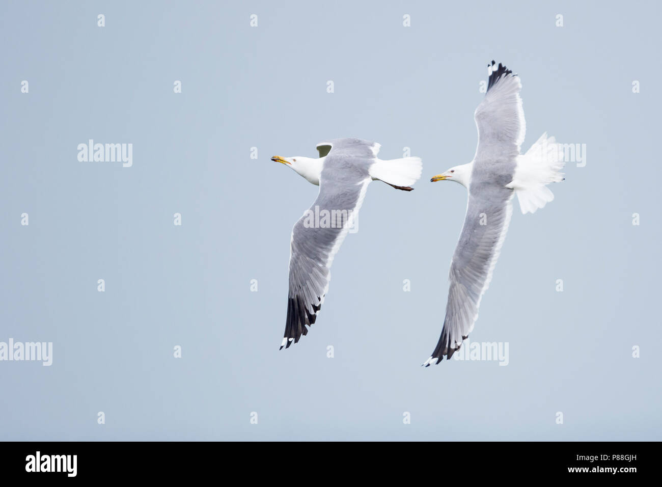 Russia steppe hi-res stock photography and images - Alamy