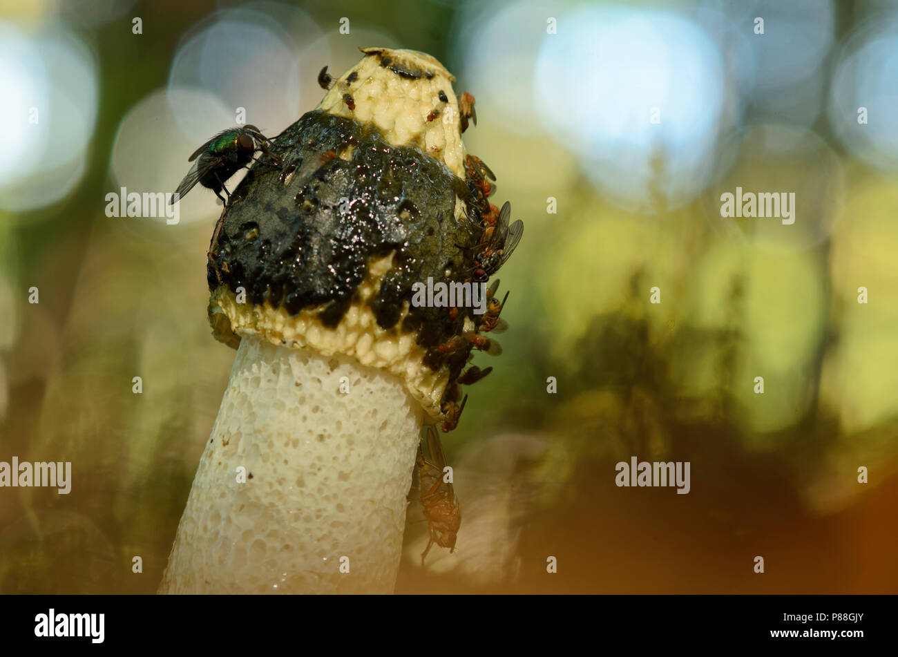 Grote stinkzwam, common stinkhorn Stock Photo - Alamy