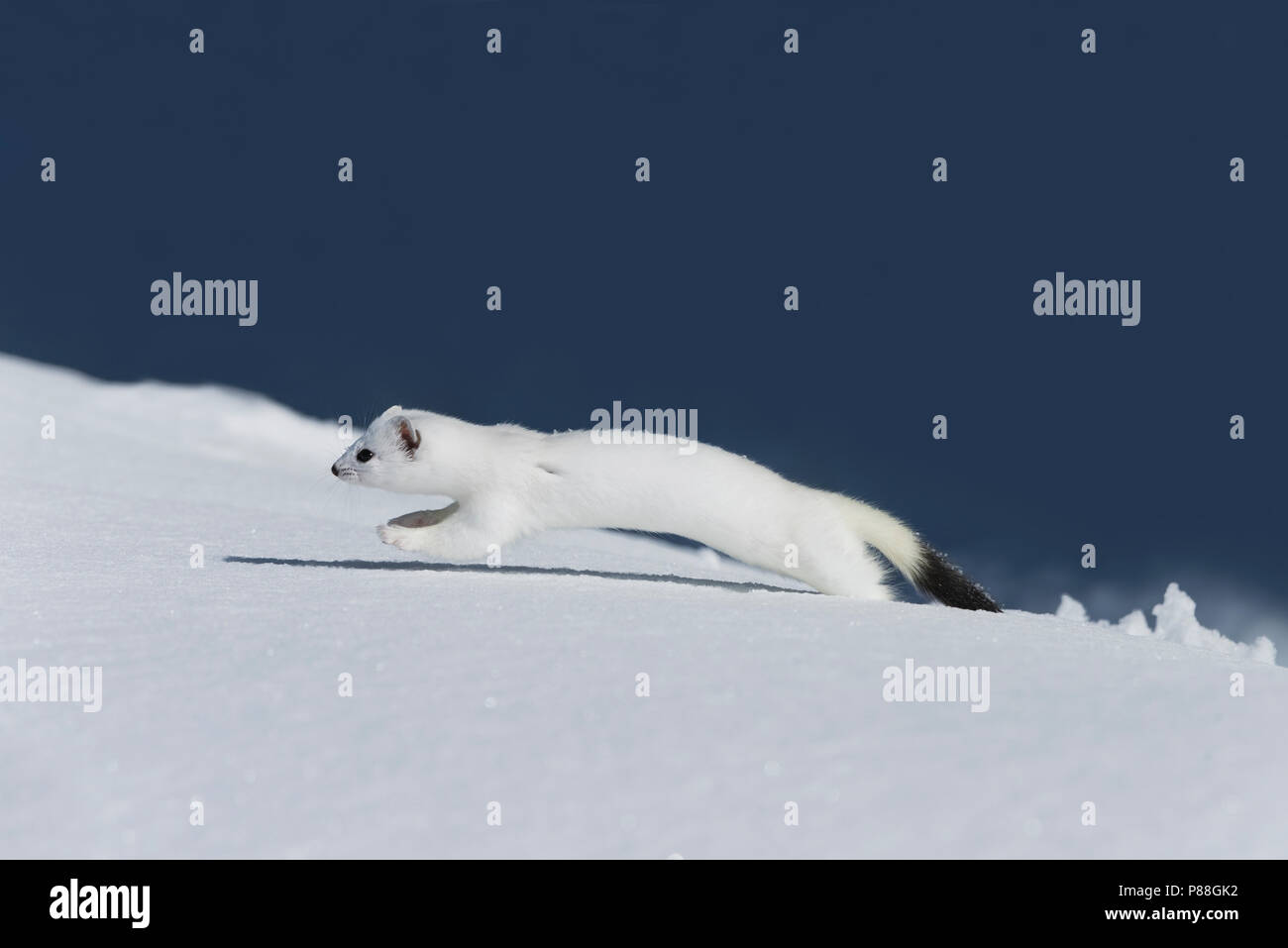 Ermine in the snow hi-res stock photography and images - Alamy