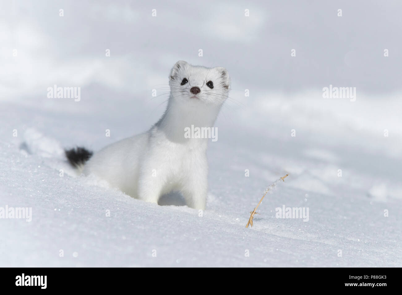 Hermelin winter hi-res stock photography and images - Alamy