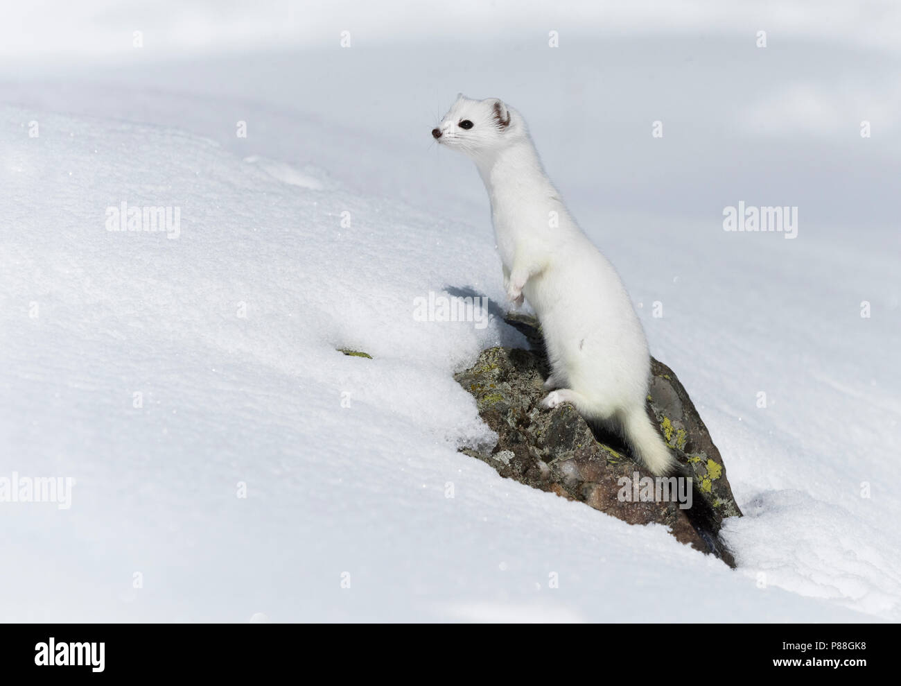 Hermelin winter hi-res stock photography and images - Alamy