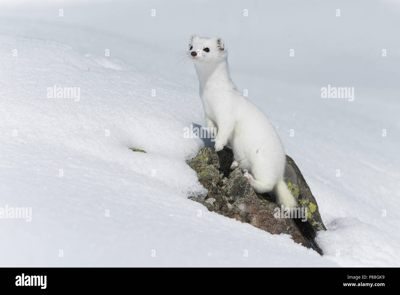 Stoat in the snow, Hermelijn tin de sneeuw Stock Photo - Alamy