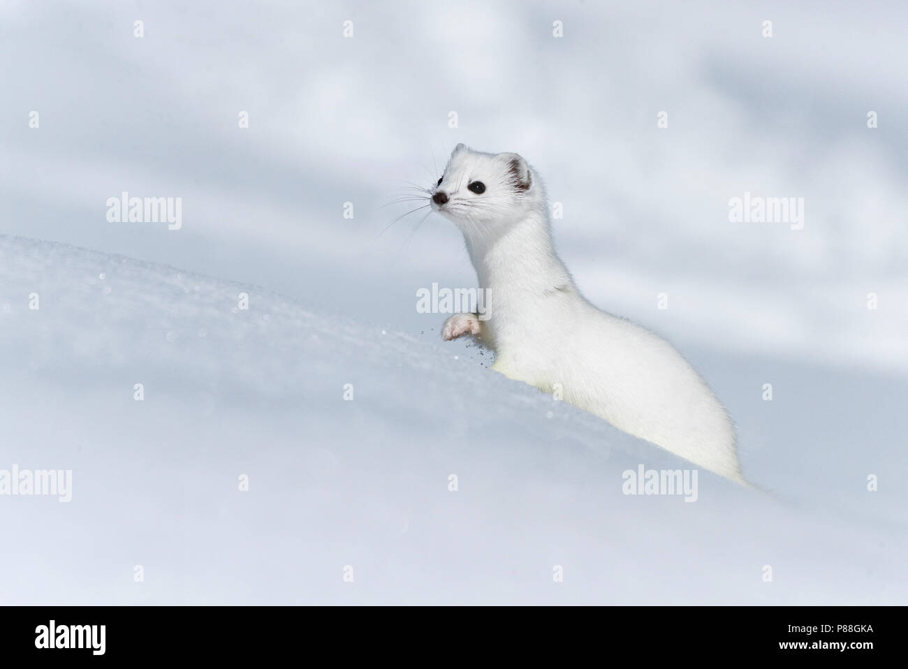 Hermelin winter hi-res stock photography and images - Alamy