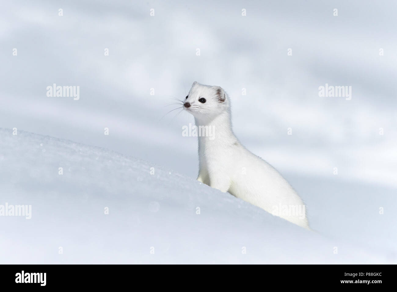 Hermelin winter hi-res stock photography and images - Alamy