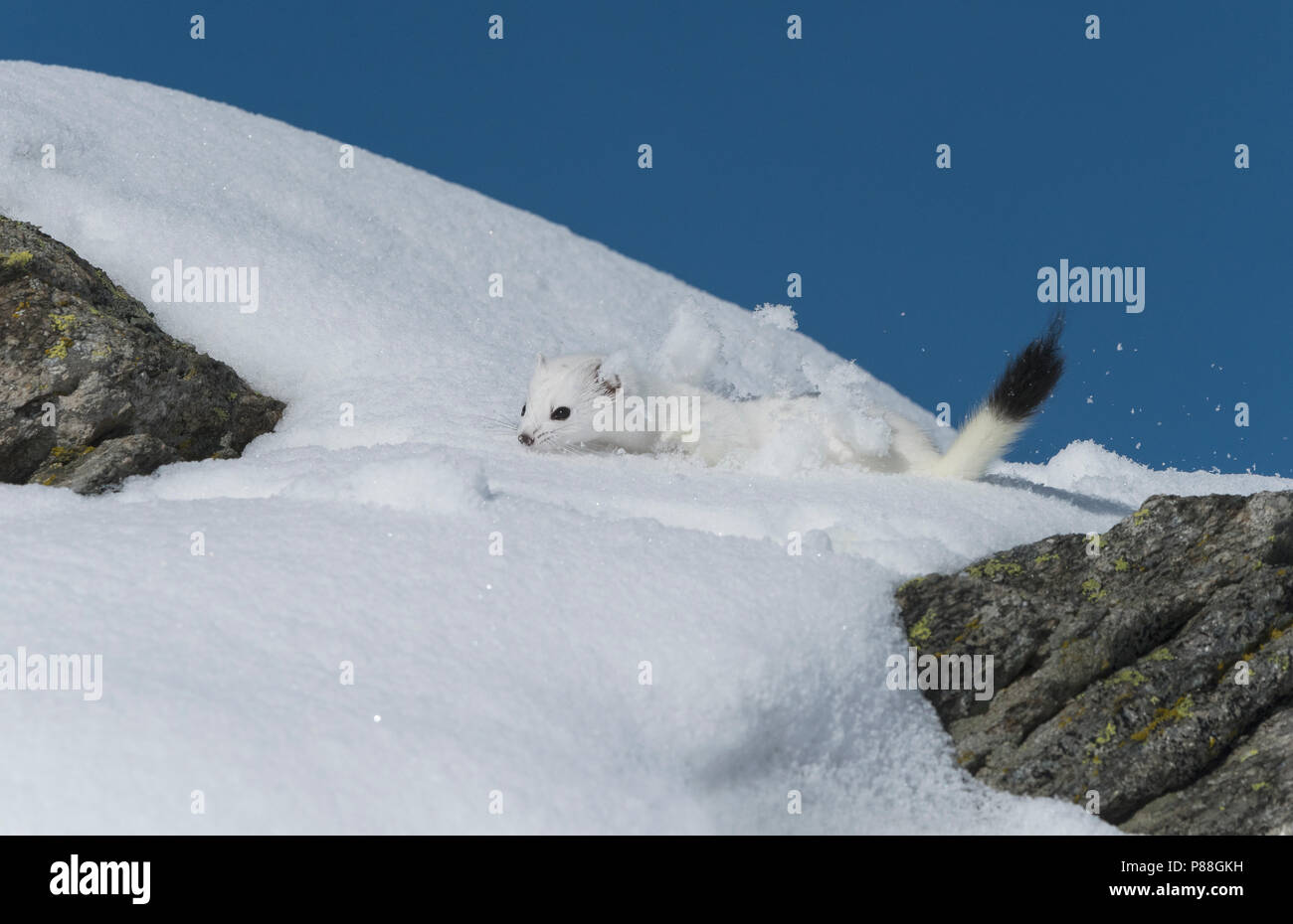 Stoat in the snow, Hermelijn tin de sneeuw Stock Photo - Alamy