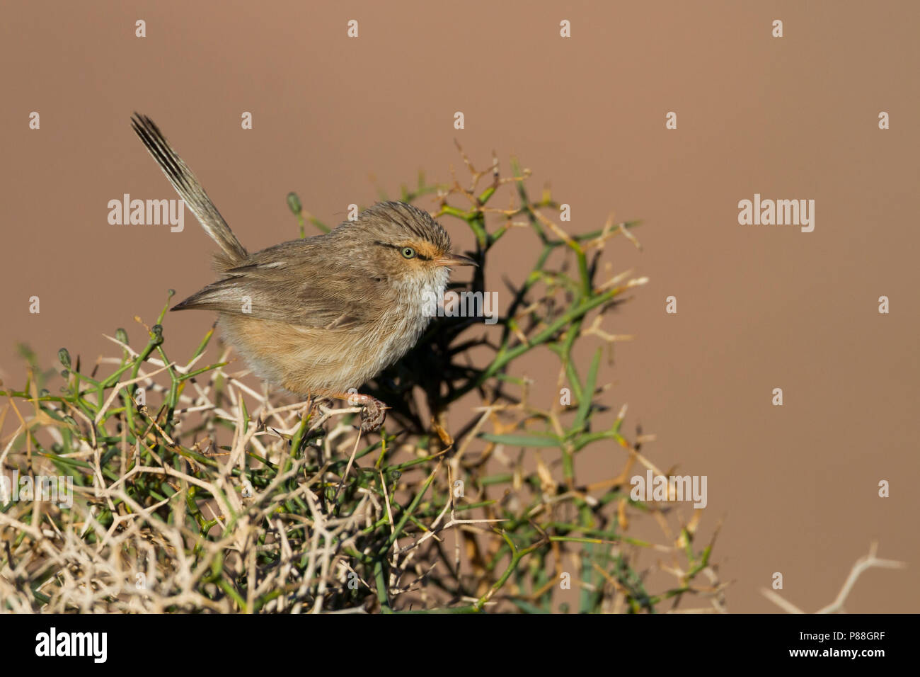 Streaked Scrub-warbler - Wüstenprinie - Scotocerca inquieta ssp ...