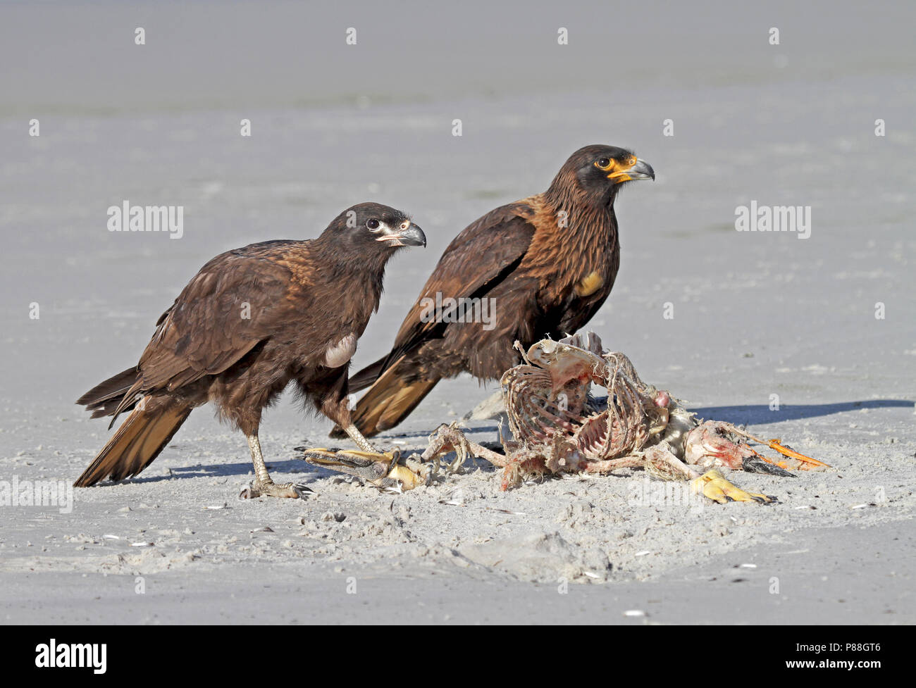 Striated Caracara (Phalcoboenus australis) a raptor of the Falkland ...