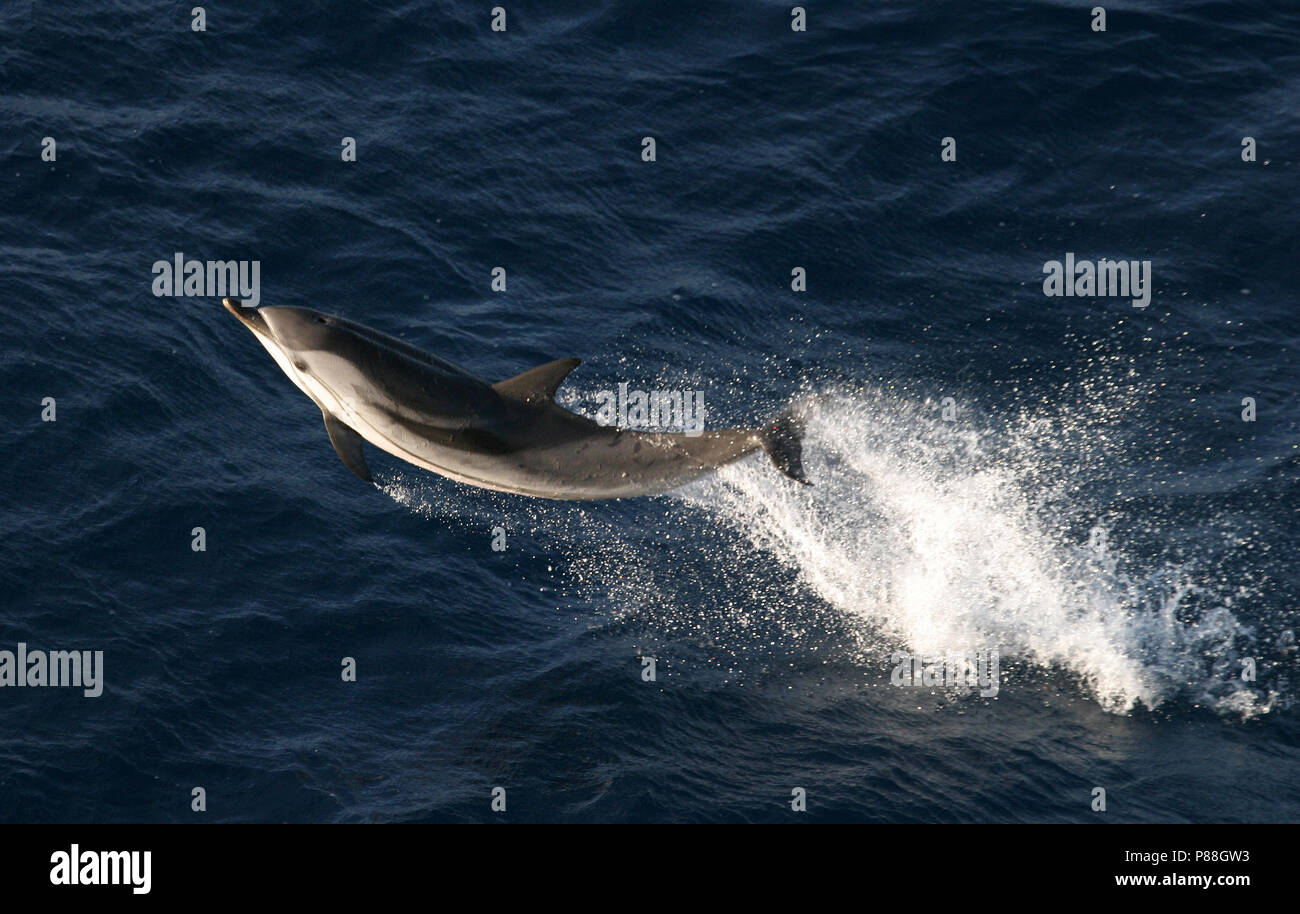 Striped dolphin europe hi-res stock photography and images - Alamy