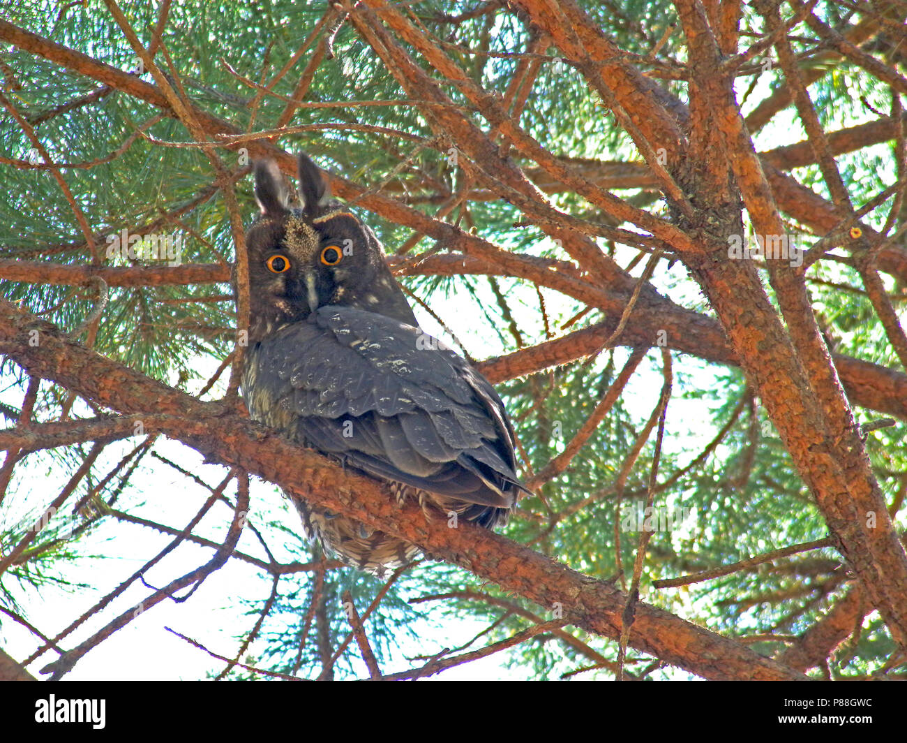 Stygian owl hi-res stock photography and images - Alamy