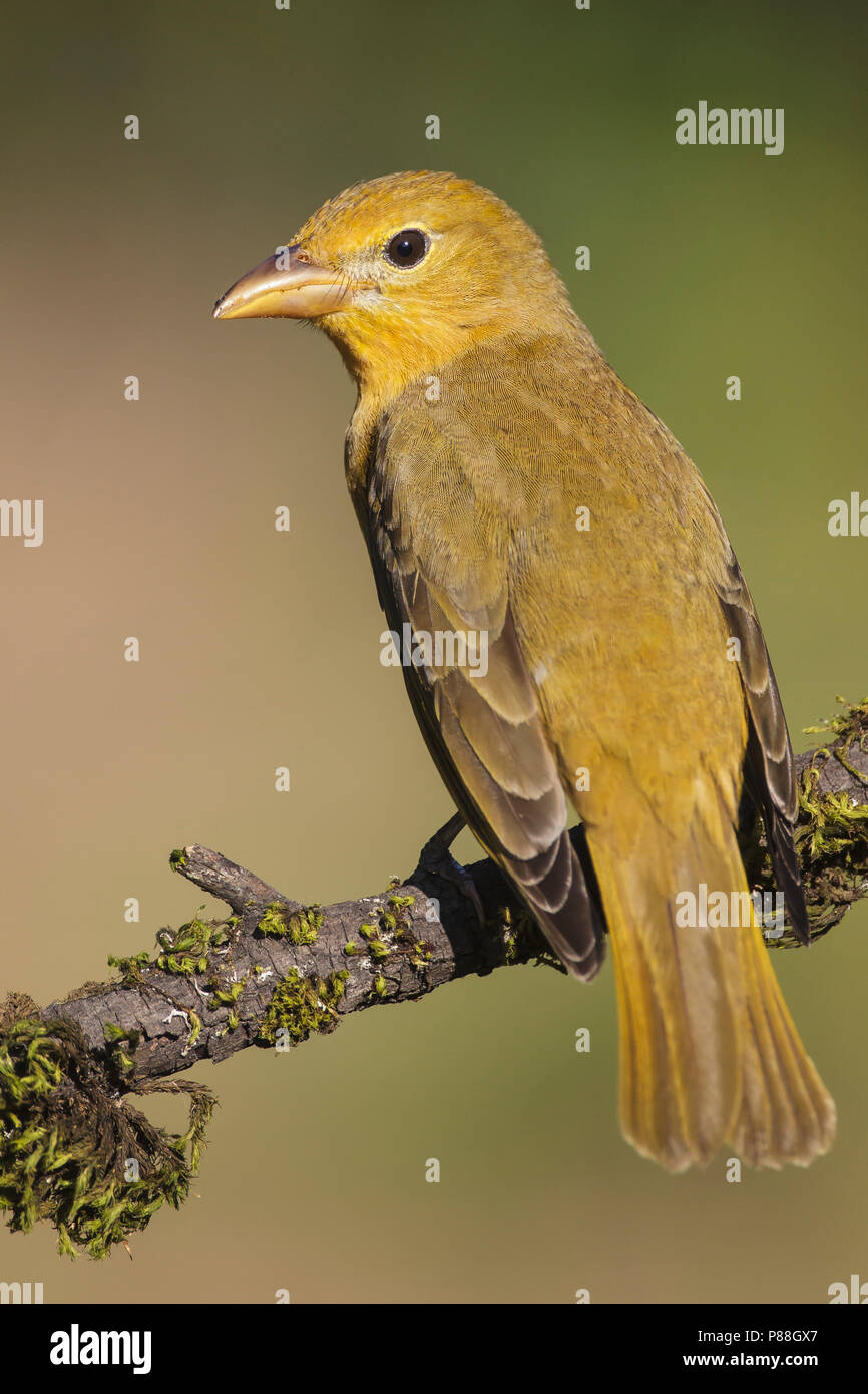 Summer tanager female bird hi-res stock photography and images - Alamy