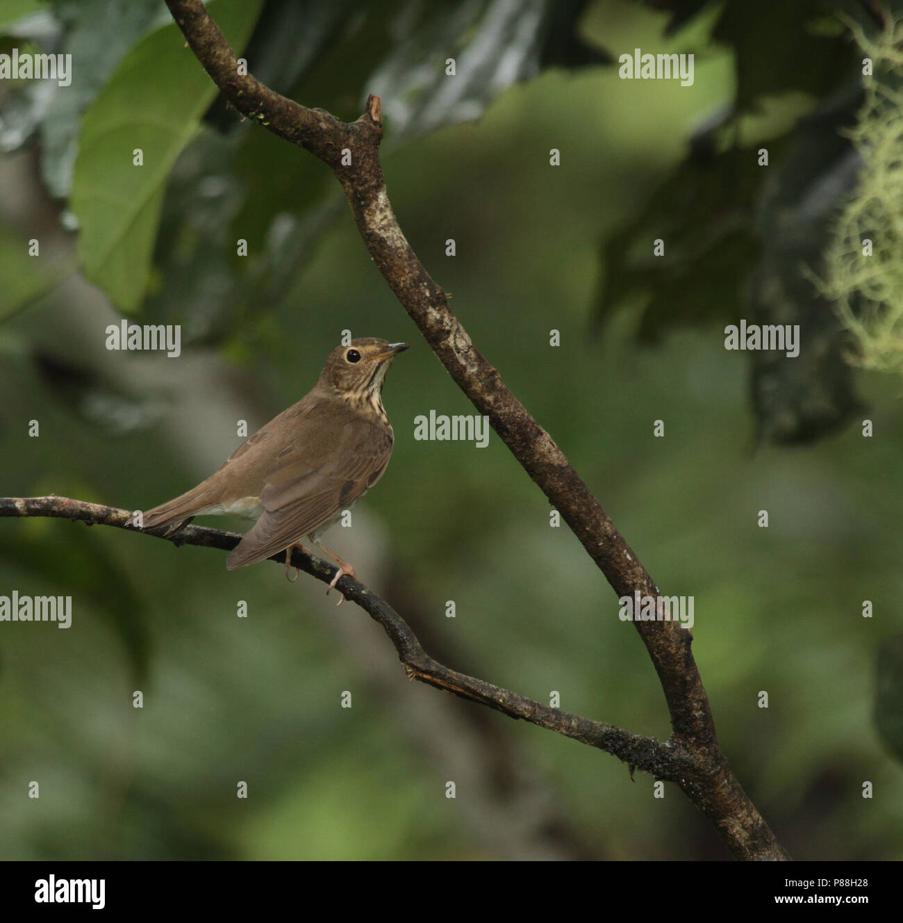 Swainsons thrush catharus ustulatus hi-res stock photography and images ...