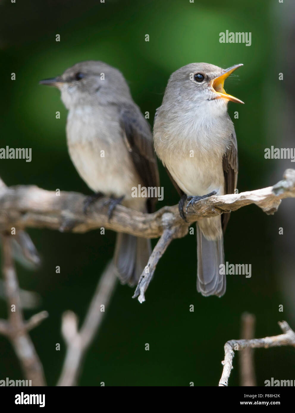Swamp Flycatcher (Muscicapa aquatica) a wdespread African species of ...