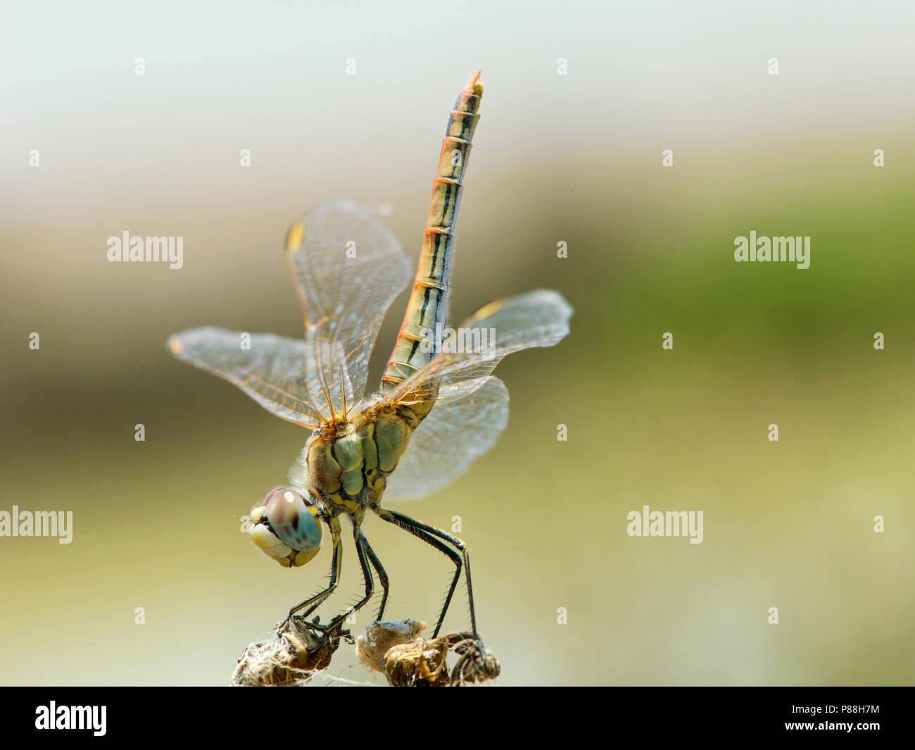 Female sympetrum hi-res stock photography and images - Alamy