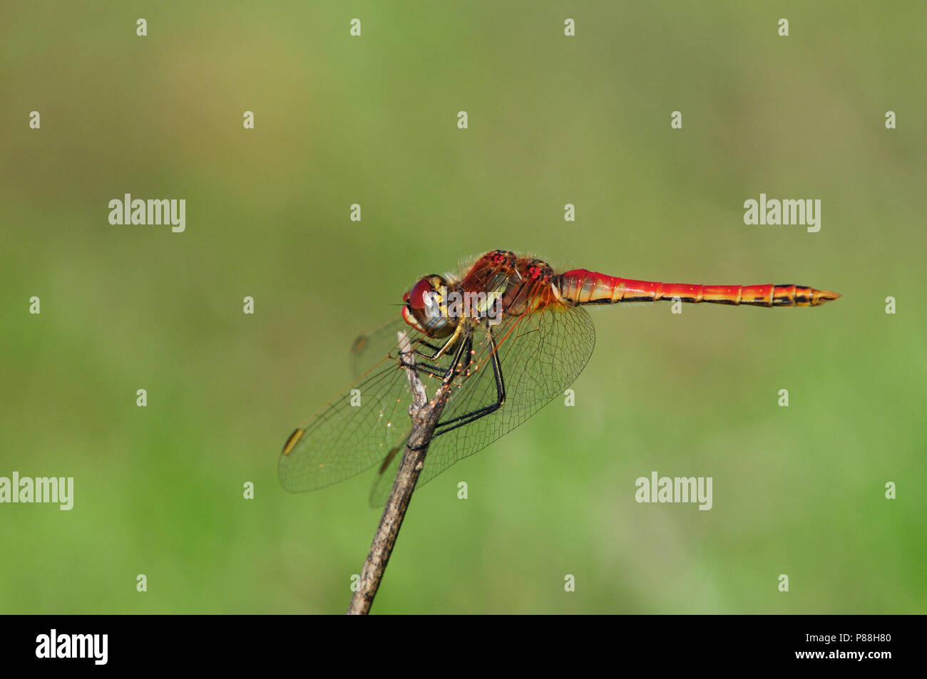 Crocothemis hi-res stock photography and images - Alamy