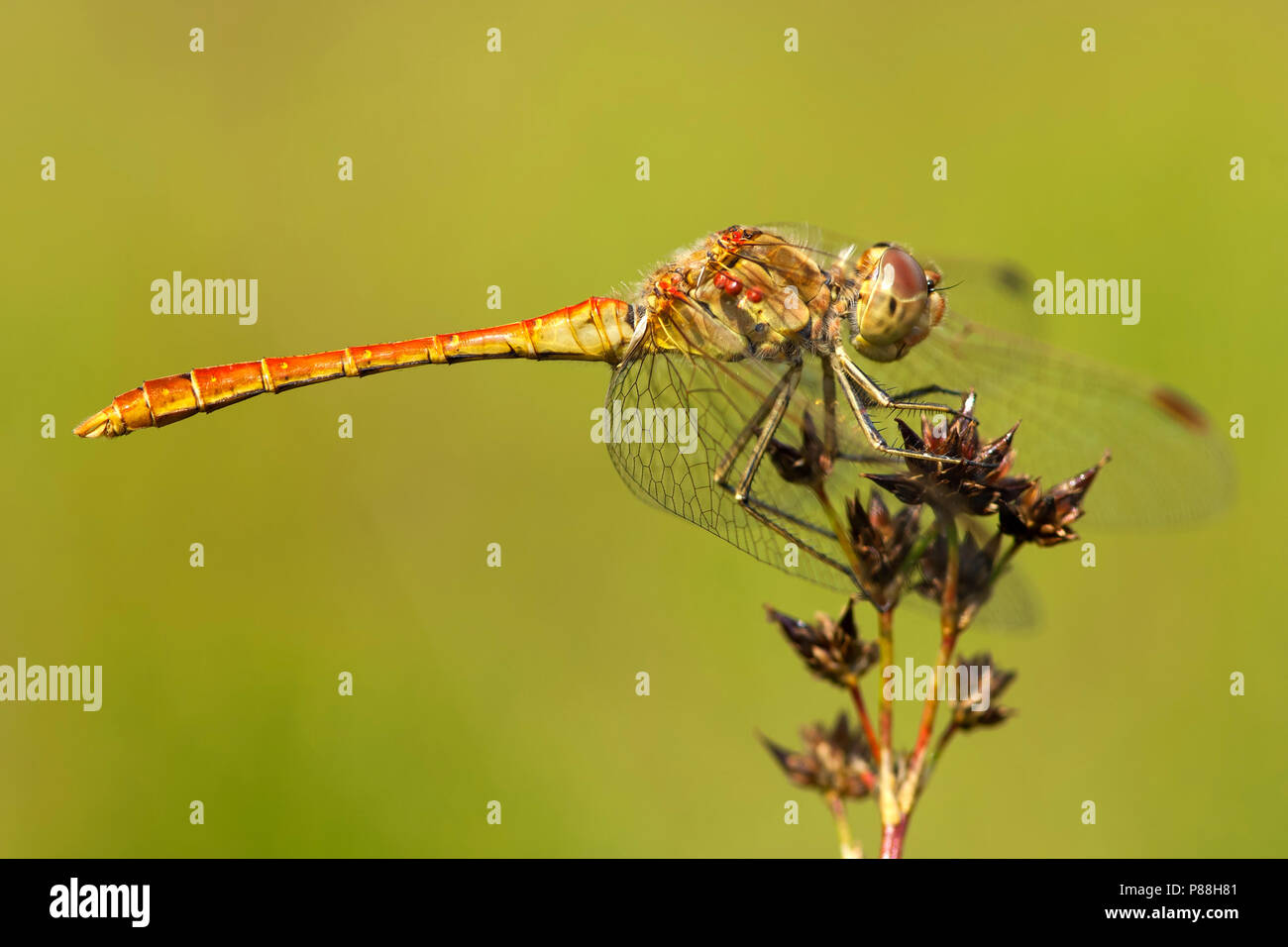 Mijten hi-res stock photography and images - Alamy