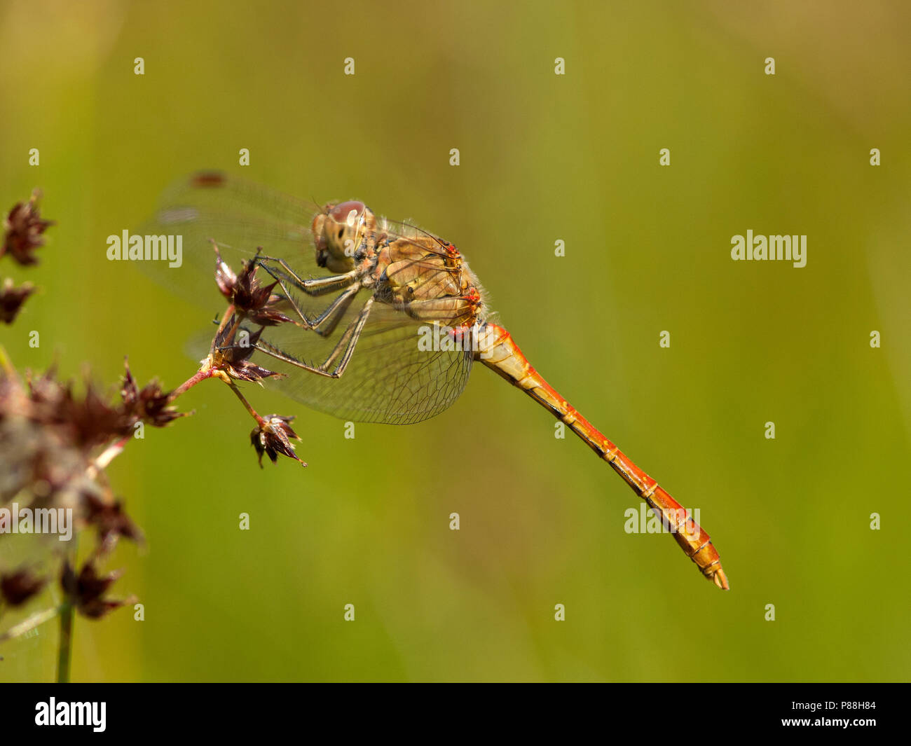 Mijten hi-res stock photography and images - Alamy