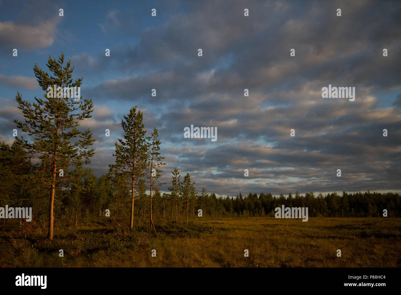 Taiga finland forest hi-res stock photography and images - Alamy