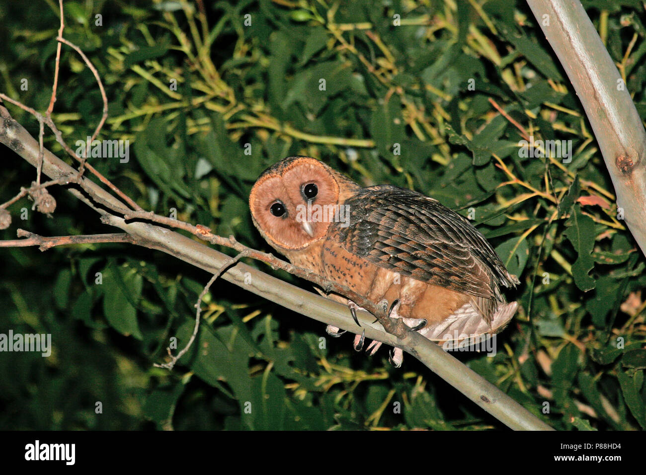 Tasmanian masked owl hi-res stock photography and images - Alamy