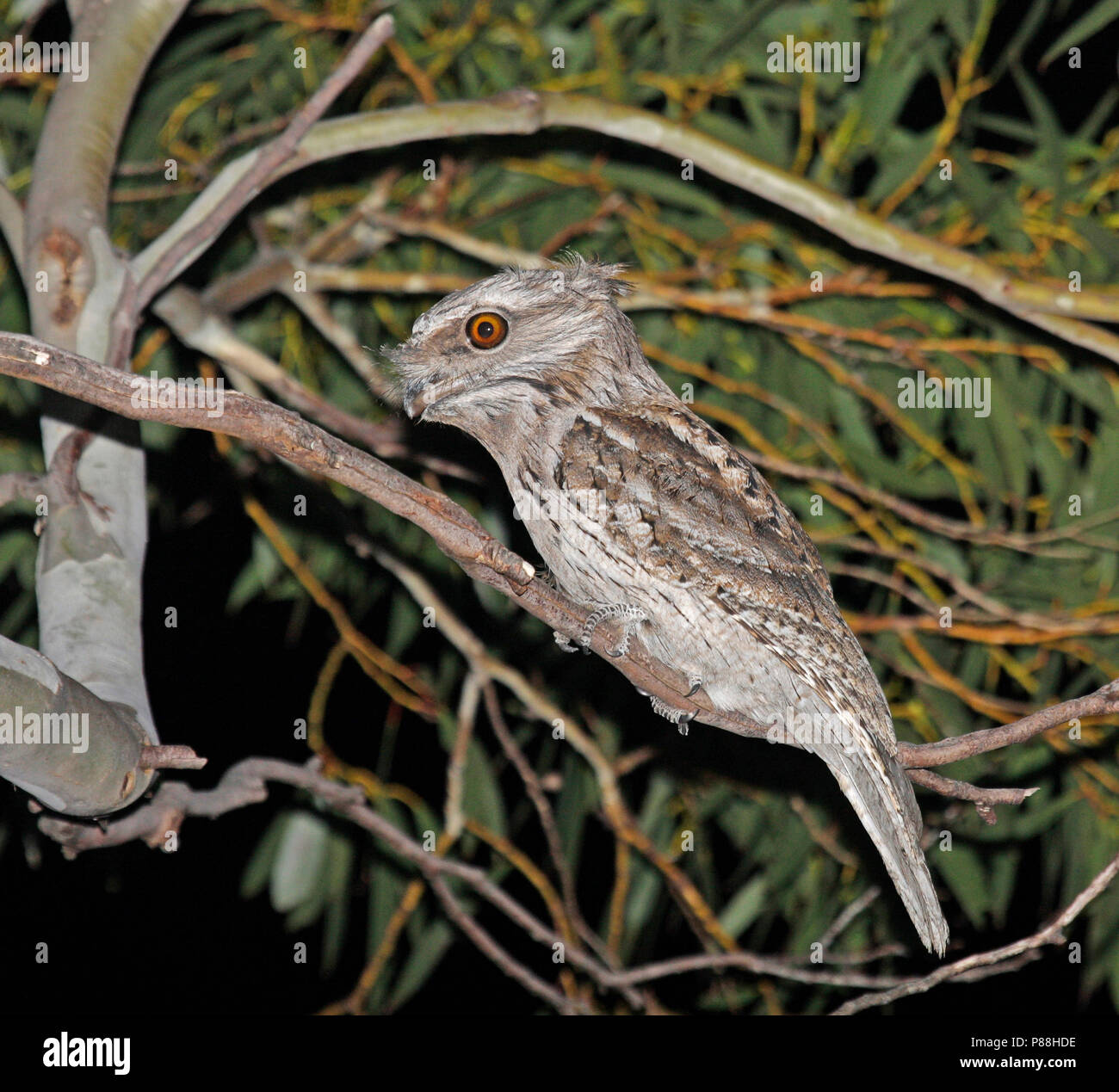 Tawny frogmouth podargus strigoides strigoides hi-res stock photography ...
