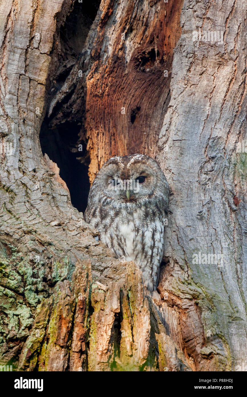 Tawny Owl - Waldkauz - Strix aluco aluco, Germany, adult Stock Photo ...