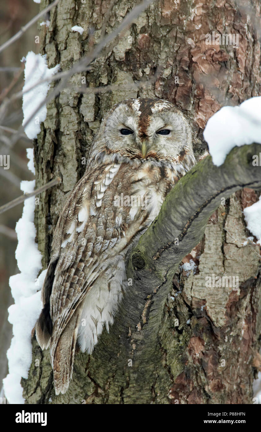 Tawny Owl, grey morph, Finland Lehtopollo Strix aluco Stock Photo - Alamy
