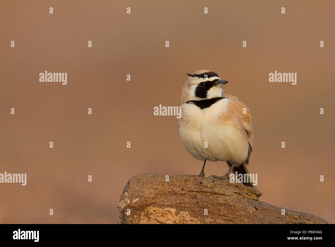 Eremophila bilopha hi-res stock photography and images - Alamy