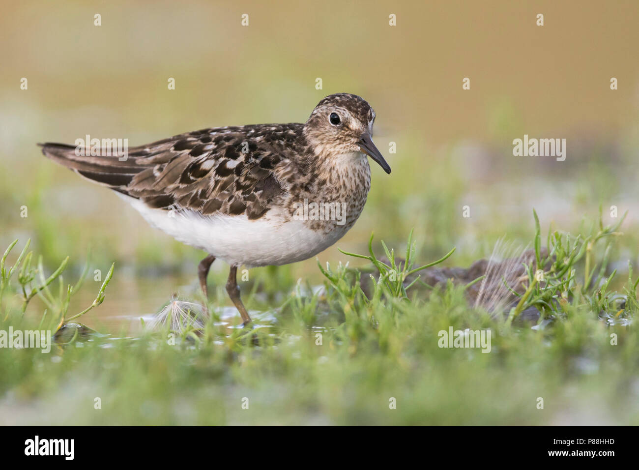 Temminck's Stint - Temminckstrandläufer - Calidris temminckii, Germany ...
