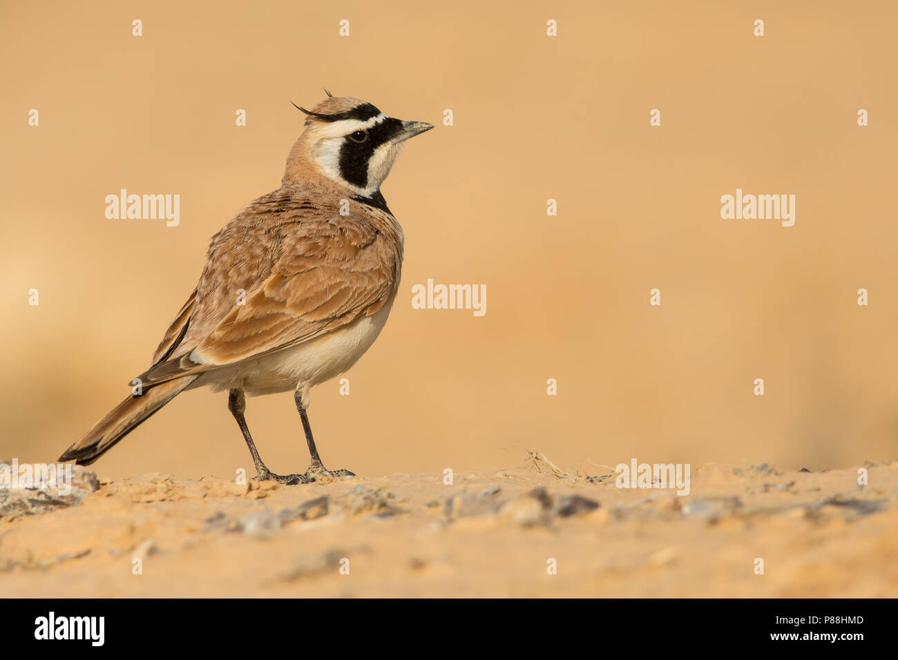 Temminck's Lark (Eremophila bilopha) standing in the desert of Israel ...