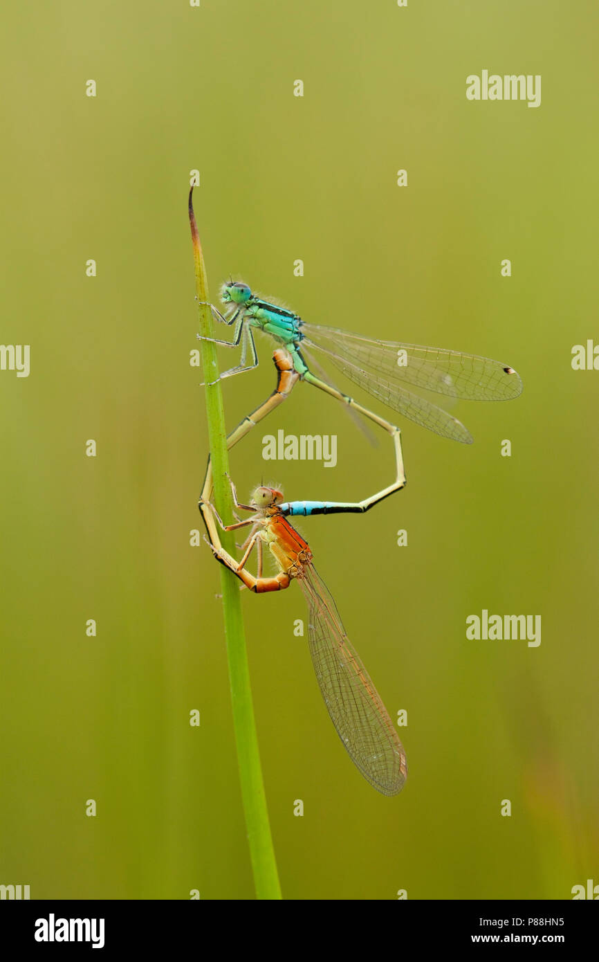 Copula imago Tengere grasjuffer; Mating wheel adult Small Bluetail ...