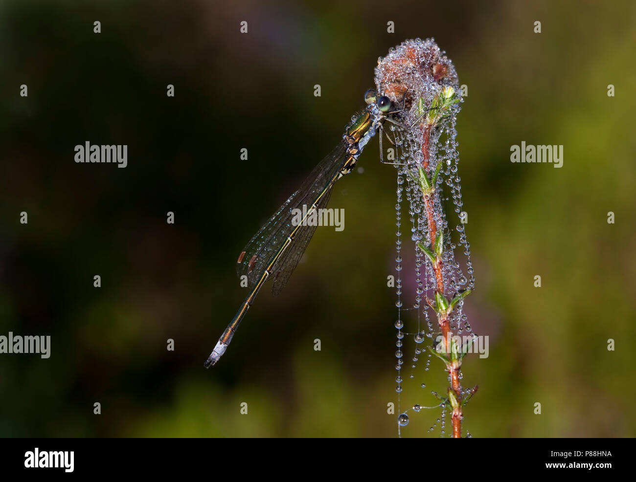 Imago Tengere pantserjuffer; Adult Small Spreadwing; Adult Small ...