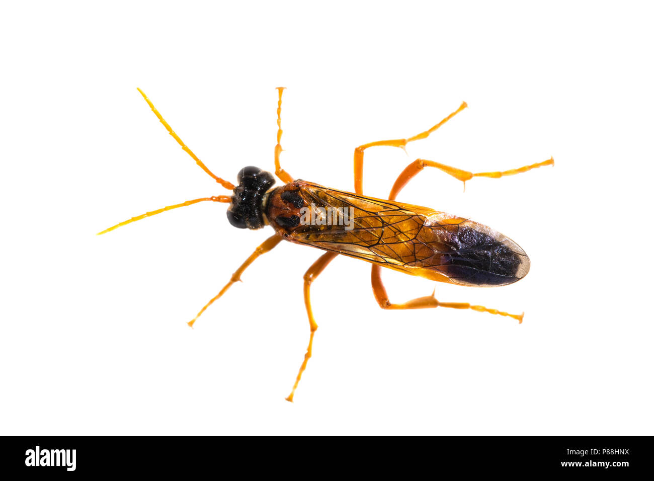 Tenthredo hi-res stock photography and images - Alamy