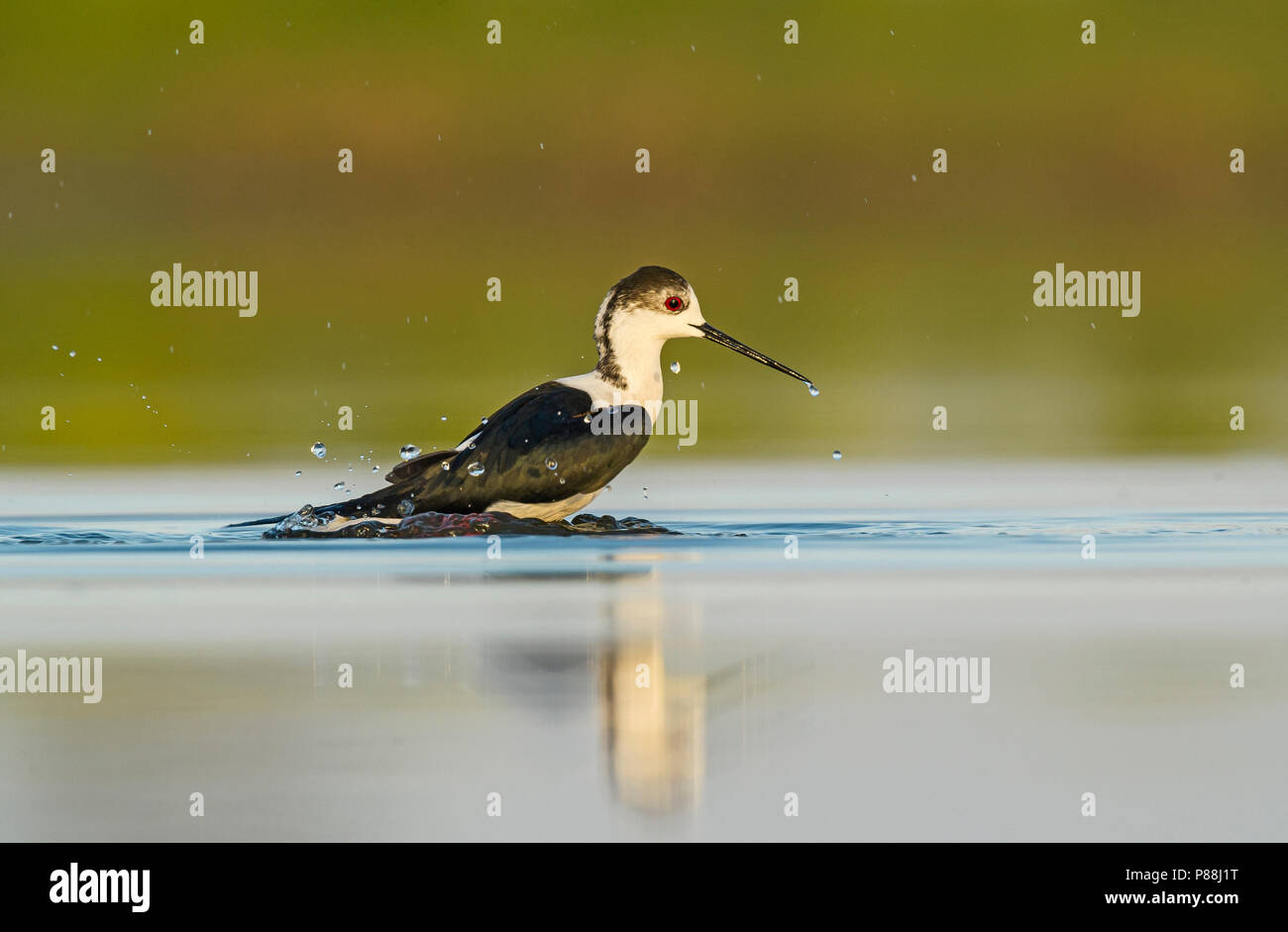 Bading Black-winged Stilt (Himantopus himantopus Stock Photo - Alamy