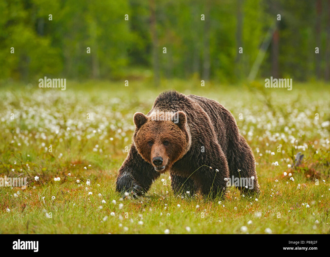 Ursus beer hi-res stock photography and images - Alamy