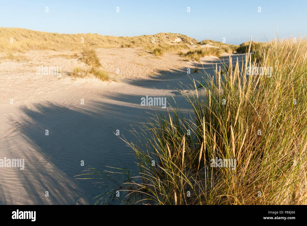Duinen met helmgras, Dunes with marram grass Stock Photo - Alamy