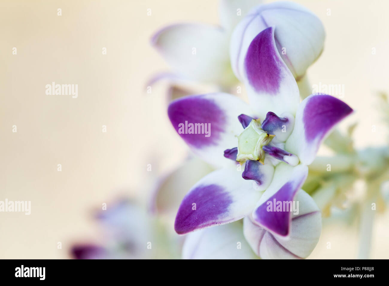 Purple and white flower, Oman Stock Photo - Alamy